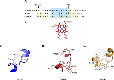 Structure Function Analysis Of The Heme Binding Wwd Domain In The