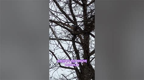 모락산 딱따구리~~ 딱따구리 모락산 Youtube