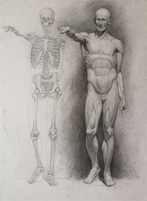 Картинки экорше фигура 50 фото