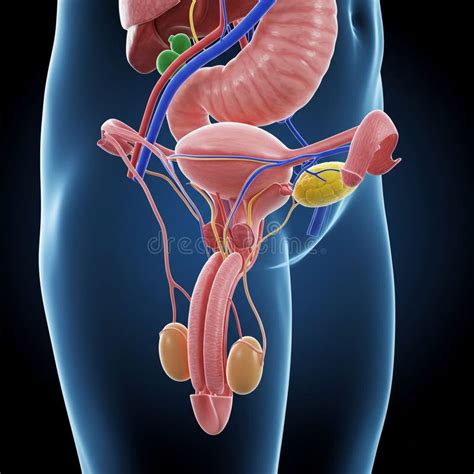 3d Illustration Depicting The Male Pelvic Anatomy Visible Structures