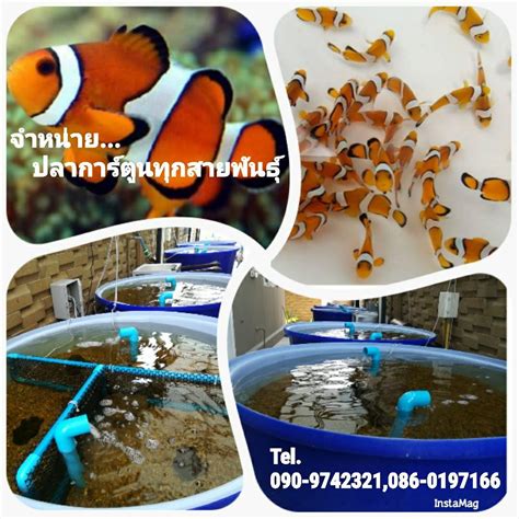 Ys Aquarium Thailand ตู้ปลา ตู้ปลาเฟอร์นิเจอร์ ตู้ปลาสำเร็จรูป