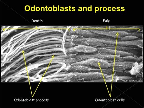 Histology Of Dentin