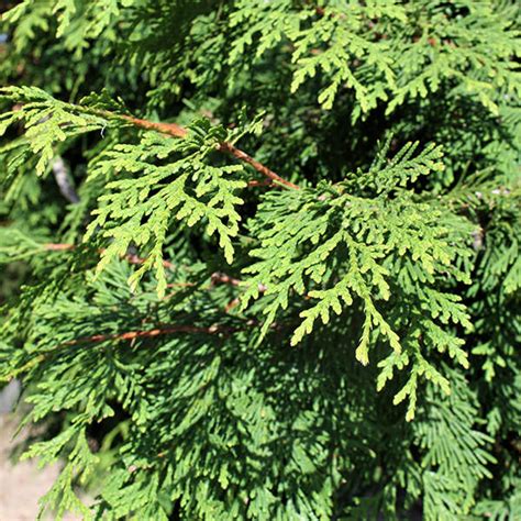 Thuja Plicata Excelsa Majestic Trees