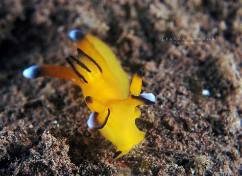 Pikachu Sea Slug