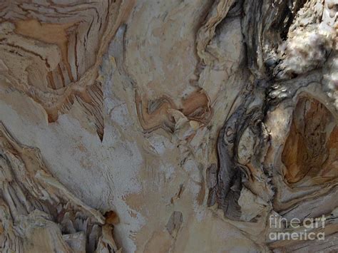 A Complete Abstract Composition On One Tree Bark Photograph By Nili Tochner Fine Art America