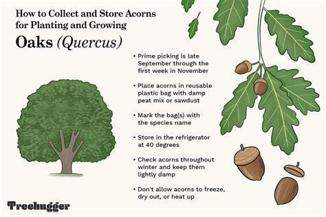 The Complete Guide To Successfully Planting Acorns And Growing Oak