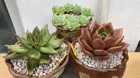 물반응이 없는애들잎장이 물찬애들 골고루 나오네요 뽑아서 확인하고 분갈이도 했어요 ~~~~~💕 Youtube