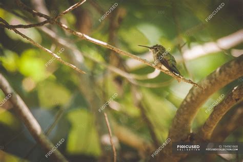 Female Ruby Throated Hummingbird Sitting On A Branch Against Blurred