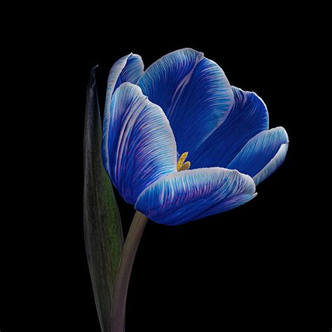 Tulip By Vadym K 500px