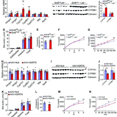 Hepatic Sirt6 Inhibits Intestinal Cholesterol And Fat Absorption And Download Scientific