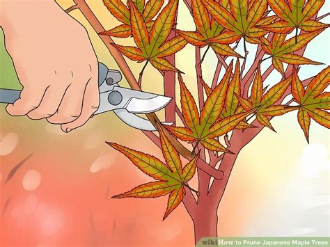 The Best Way To Prune Japanese Maple Trees Artofit