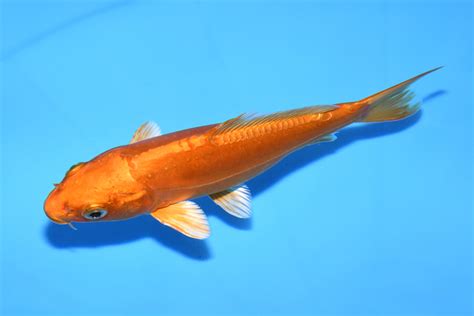 錦鯉販売川崎錦鯉店
