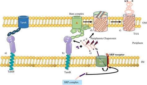 Schematic Overview Of Translocation Of Taas Through Inner Membrane Im