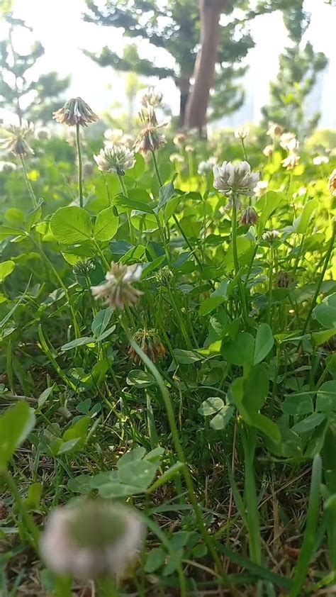 클로버꽃과 바람 Youtube