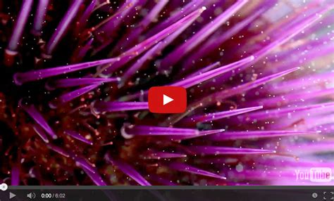 About Echinoderms Shape Of Life About Echinoderms Shape Of Life