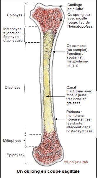 Notion De La Moelle Osseuse En Immunologie