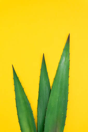 알로에 베라 잎 플랫 노란색과 오렌지 배경에 누워 신선한 알로에 베라와 상단보기 컴포지션은 클로즈업 및 텍스트에 대한 복사 공간을 떠난다 건강과 미용에 대한 개념 알로에