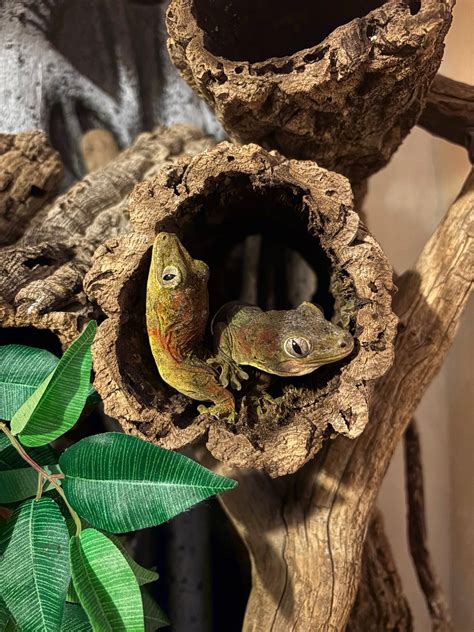 Devilish Exotics Big Boy Facebook