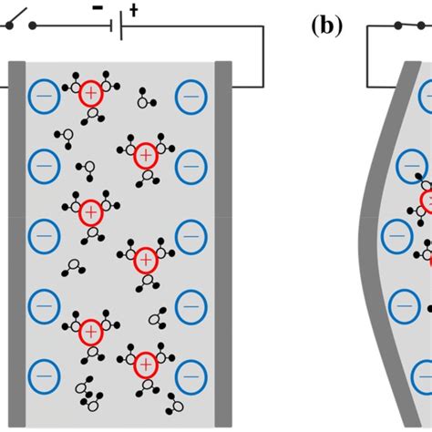 Structure Of Ipmc A No Voltage Applied B Voltage Applied Download Scientific Diagram