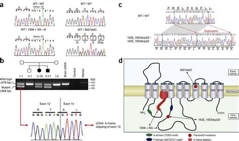 Atp13a2 Alchetron The Free Social Encyclopedia