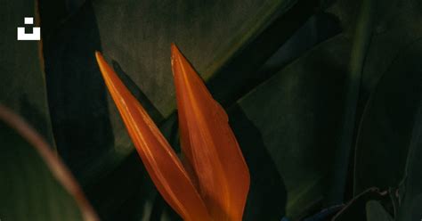 식물에 꽃의 클로즈업 사진 Unsplash의 무료 갈색 이미지