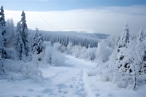 雪覆盖的森林高清图片下载 正版图片600887180 摄图网