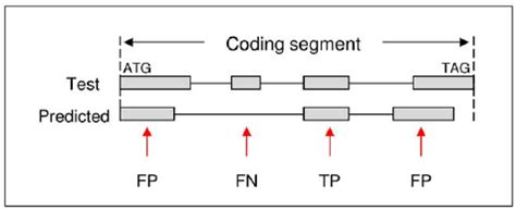 Schematic Representation Of Gene Prediction Evaluation At The Exon Download Scientific Diagram