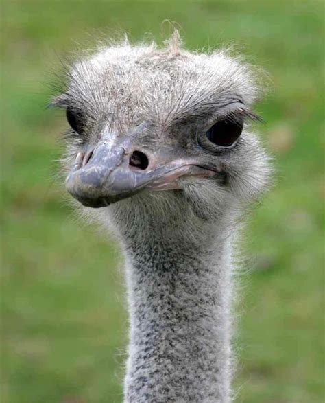 타조 사진모음 타조상 얼굴 네이버 블로그