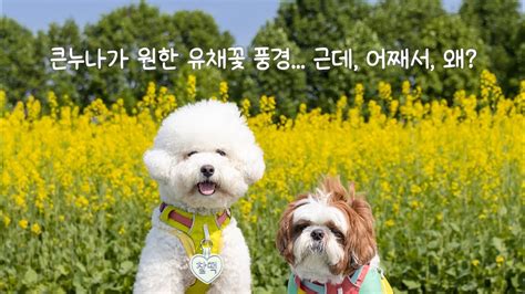 강아지 형제랑 나들이 가서 생긴 일 Youtube