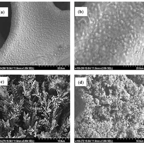 Sem Micrographs Of A Foam Nickel Substrate 1000× B Foam Nickel