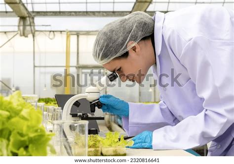 Hydroponics Process At Laboratory 311 Images Photos De Stock Objets