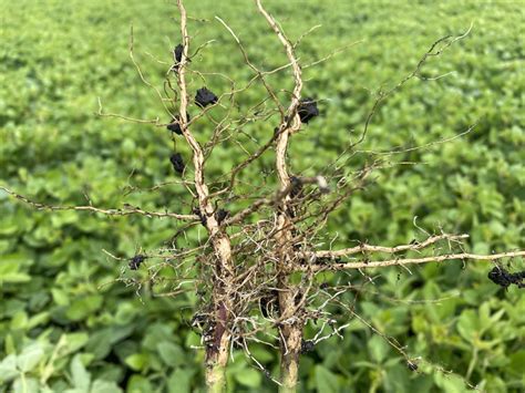 Factors Influencing Soybean Nodulation Titan Pro