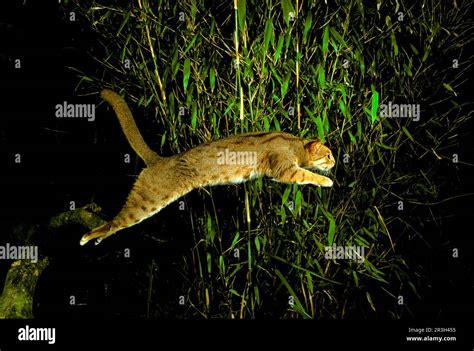 Rusty Spotted Cat Prionailurus Rubiginosus Rusty Cats Predators