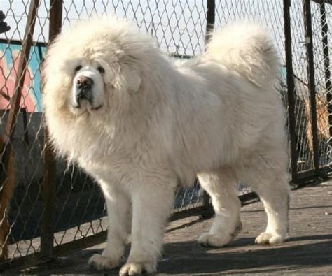 White Tibetan Mastiff White Tibetan Mastiff Mastiff Puppies Giant