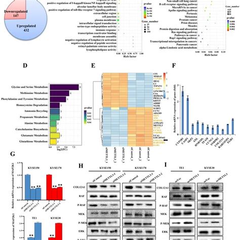 Mrna Seq Assay Was Performed To Validate Differentially Expressed Genes