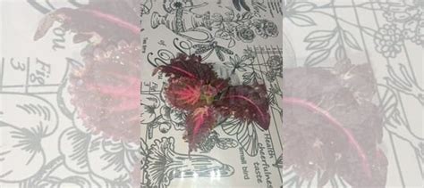 Колеус купить в Москве Товары для дома и дачи Авито