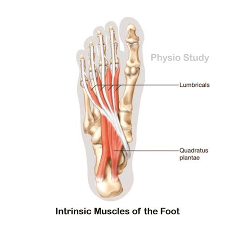 Lumbricals Of Foot