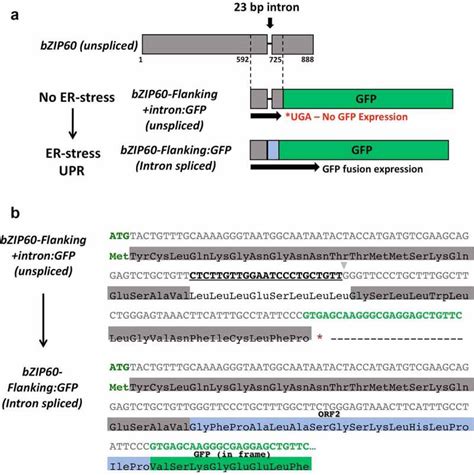 Development Of A Gfp Biosensor Reporter For The Unfolded Protein