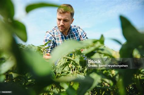 농협가들은 농장에서 자라는 콩 작물을 검사합니다 농업 생산 개념 젊은 농학자는 여름에 현장에서 콩 작물을 검사합니다 콩 밭에 농부 검사 보기에 대한 스톡 사진 및 기타