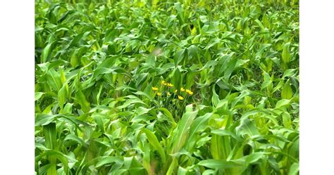 Нараства потреблението на царевица в ЕС