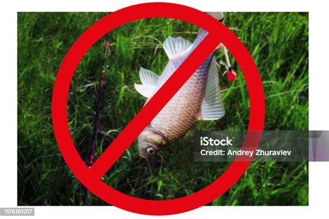 낚시 금지 밀렵 방지 그의 손에 물고기와 함께 표지판을 교차 낚시의 개념을 금지합니다 강에 대한 스톡 사진 및 기타 이미지 Istock