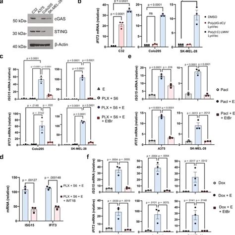 Cicd Triggers Mtrna Dependent Type I Ifn Production In Cgassting