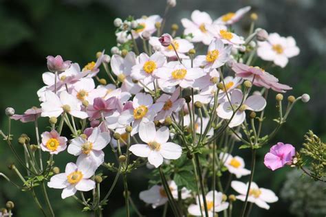 10 Gorgeous Anemone Varieties For Your Garden