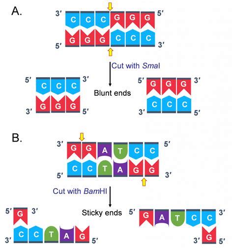 Recombinant Dna Animation