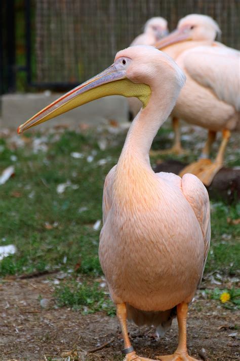 펠리컨 새 깃털 Pixabay의 무료 사진 Pixabay