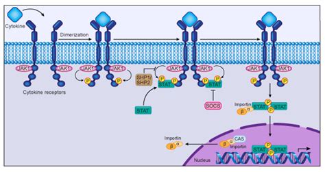 Mutagenetix Phenotypic Mutation Domino