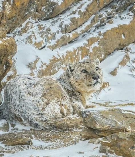 Hunters თოვლის ჯიქი ირბისი Facebook