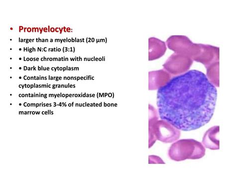 Ppt Normal Cell Maturation Powerpoint Presentation Free Download