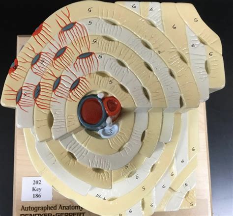 Lab 6 Labeling Part One Diagram Quizlet