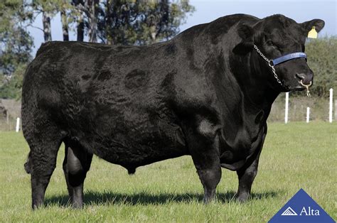 Aberdeen Angus Wallpapers Wallpaper Cave